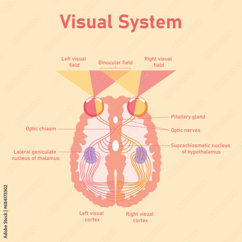 The Human Visual System Pathway The Visual Pathway From The Eye To The Brain Right And Left