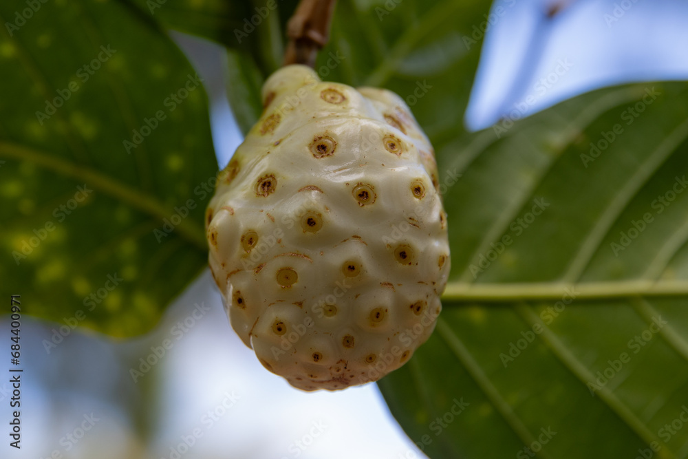 Fresh tropical noni fruit hanging from a tree branch on the vine ...