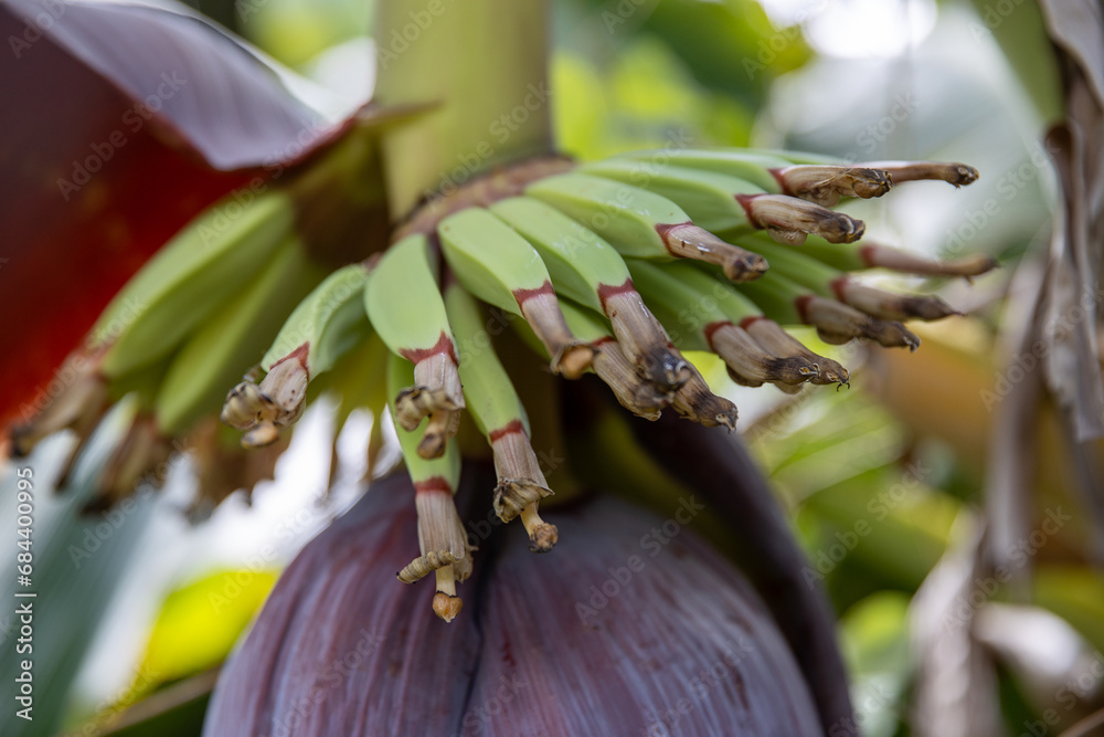 Fresh bananas growing on a banana tree in a tropical jungle on the ...