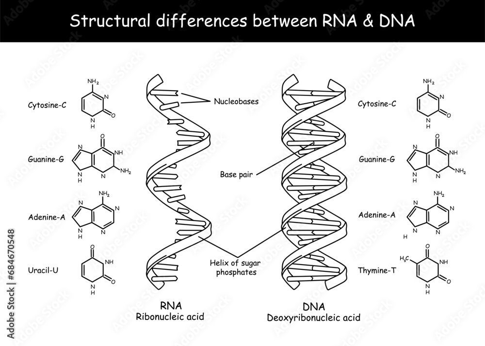 Molecular Structure Of DNA and RNA. Infographic Educational Vector ...