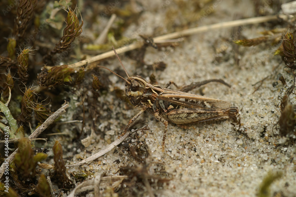 Natural closeup on the mottled grasshopper. Myrmeleotettix maculatus ...