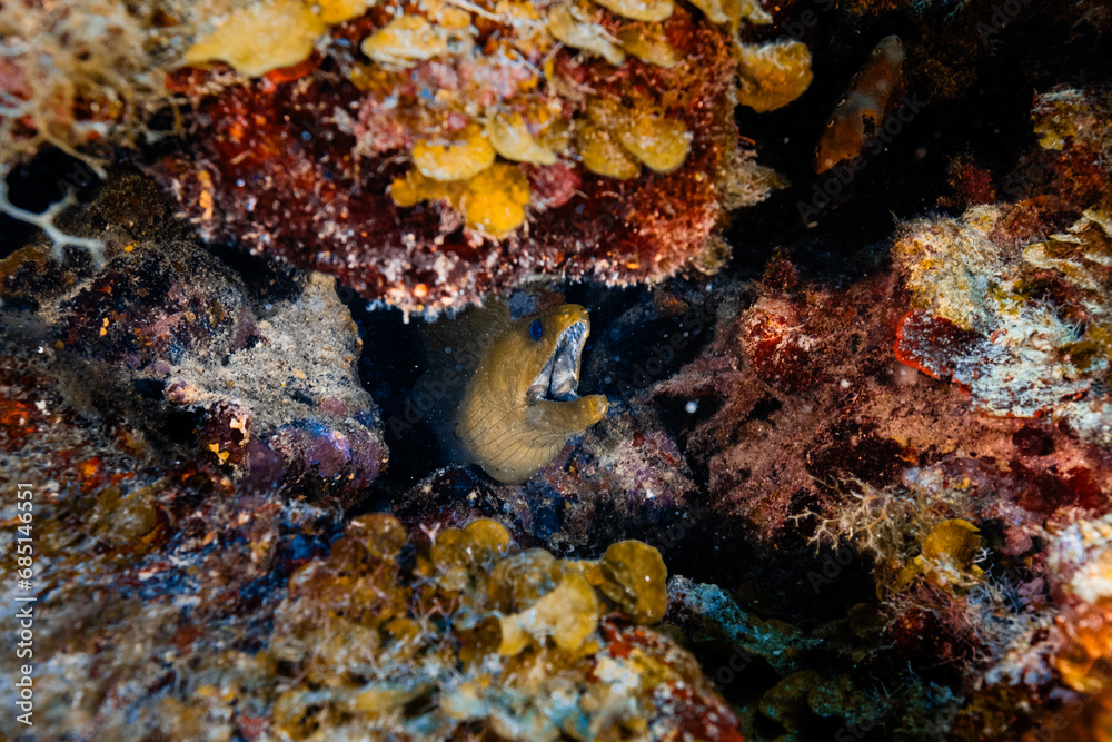 Moray eel peeking out from a colorful coral reef Stock Photo | Adobe Stock