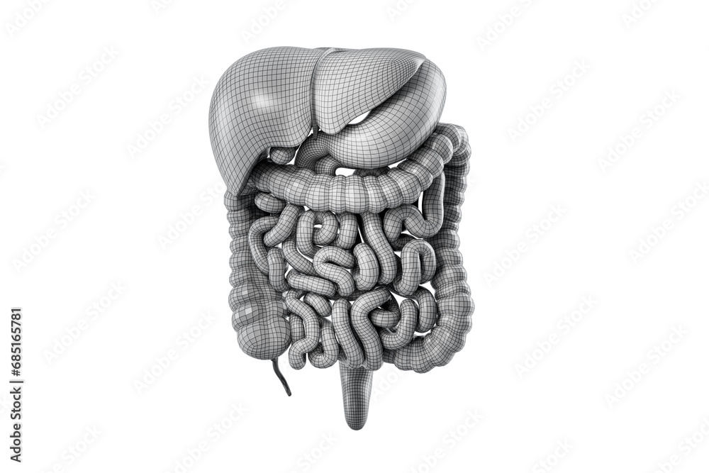 Polygonal 3d illustration of human digestive system isolated on white ...
