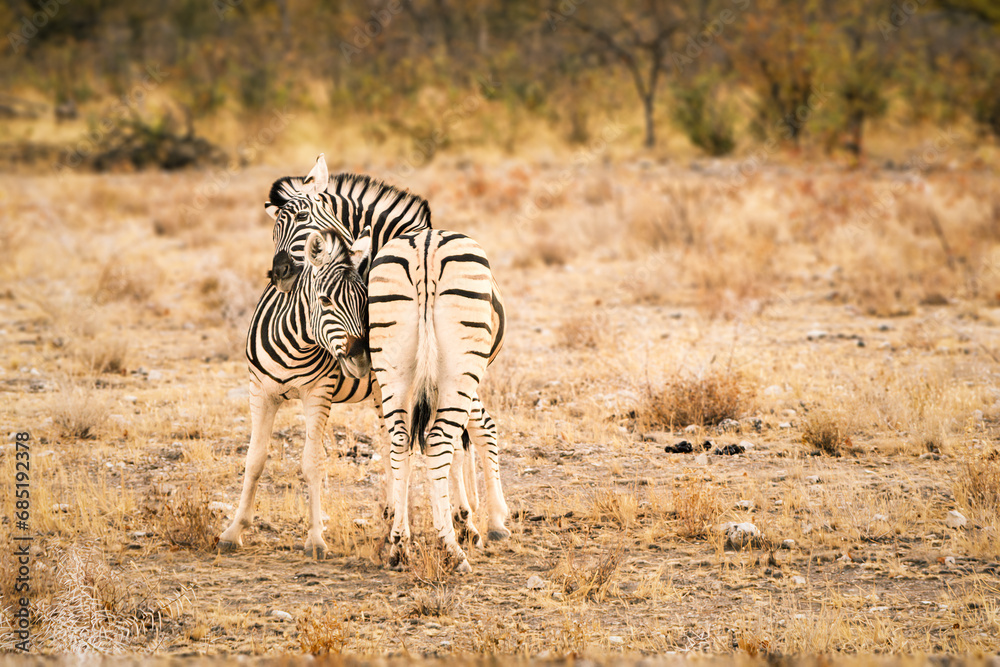 Mother zebra sweetly hugging her foal with a gentle movement of her ...