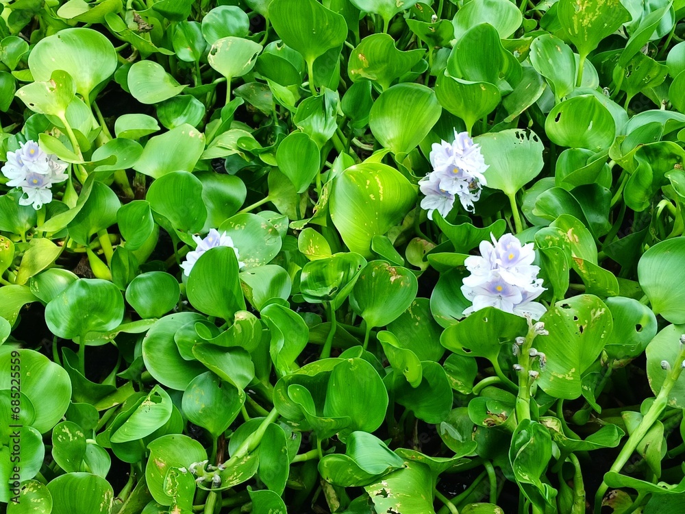Water hyacinth flowers or Eichhornia crassipes flowers are a type of ...