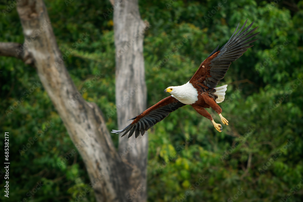 African Fish-eagle - Haliaeetus vocifer large white and brown eagle ...
