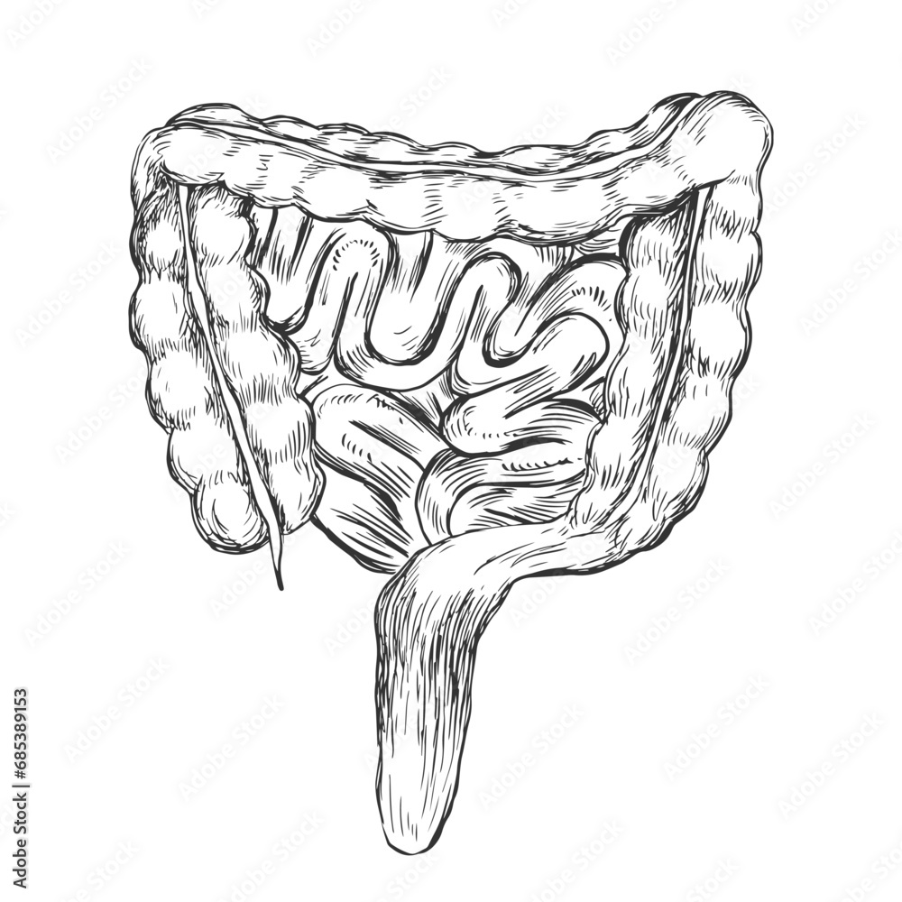 Sketch style human intestinal tract. Hand drawn small and large ...