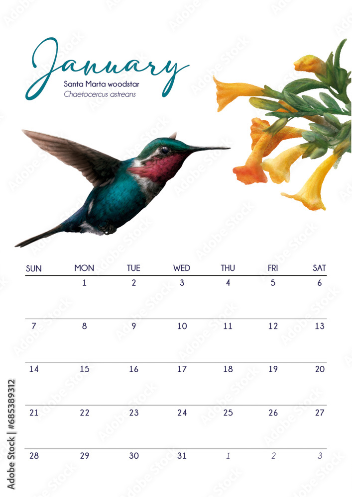 Calendario 2024, january hummingbird Stock Illustration | Adobe Stock