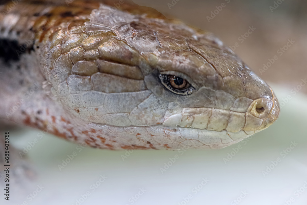 The Merauke blue-tongued lizard, also known as the faded blue-tongued ...