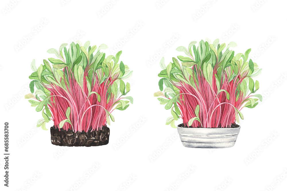 Cultivation of microgreen beet, young sprout in ground, peat soil ...