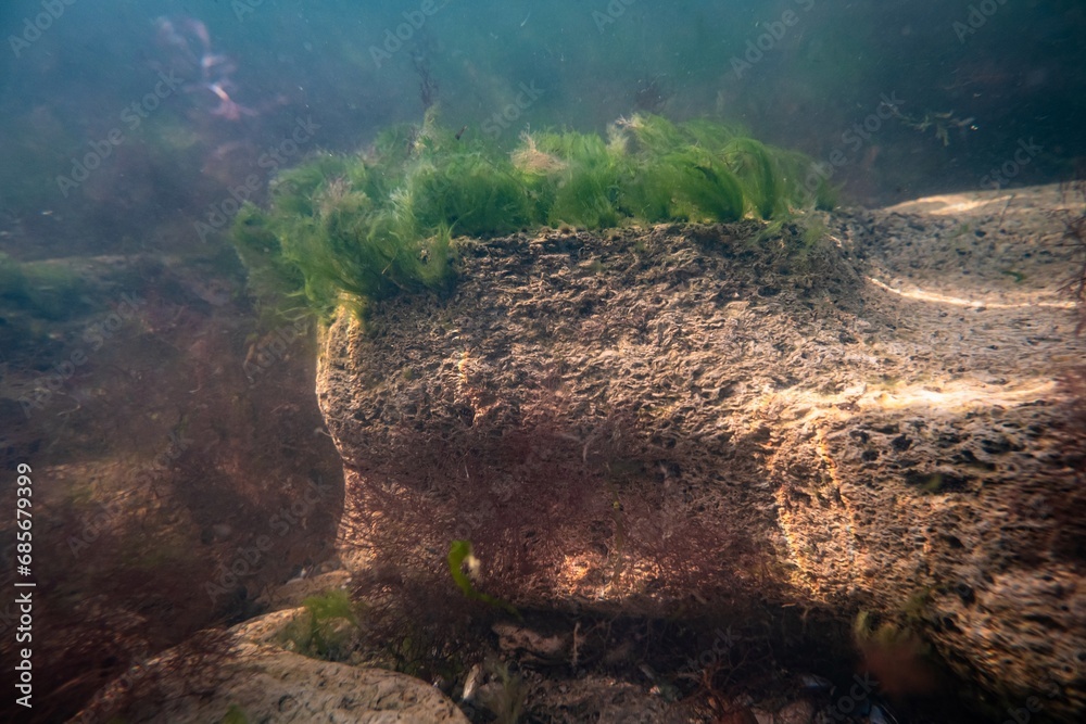 green cladophora algae vegetation, coquina stone rockpool, rich ...