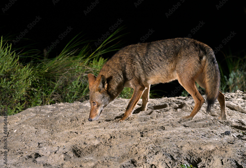 Coyote (Canis latrans) on sand dune at night, Galveston, Texas, USA ...
