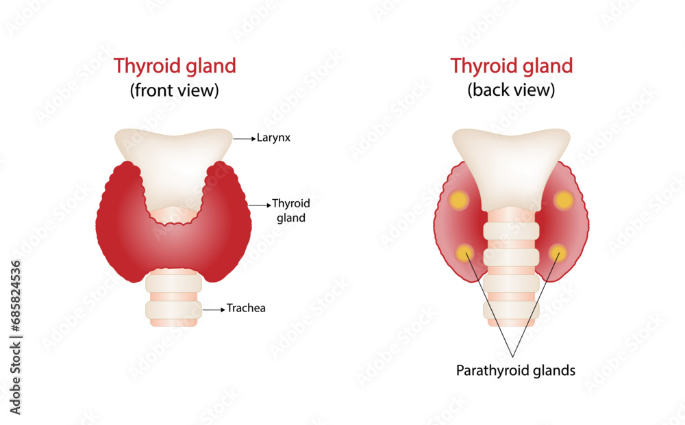 Thyroid and parathyroid gland. Anatomy front and back view of thyroid ...
