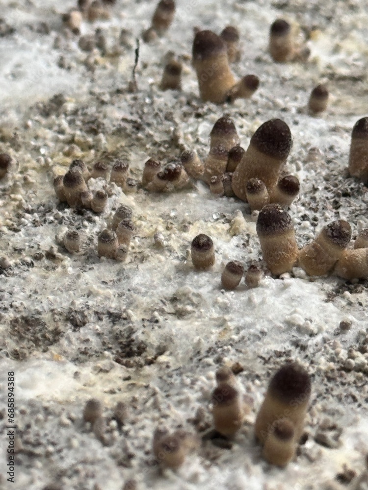 Fungi, psychedelic, hallucinogen, mind-altering, magic mushrooms, psilocybe, psilocybin ...