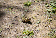 Spring Frog Free Stock Photo - Public Domain Pictures