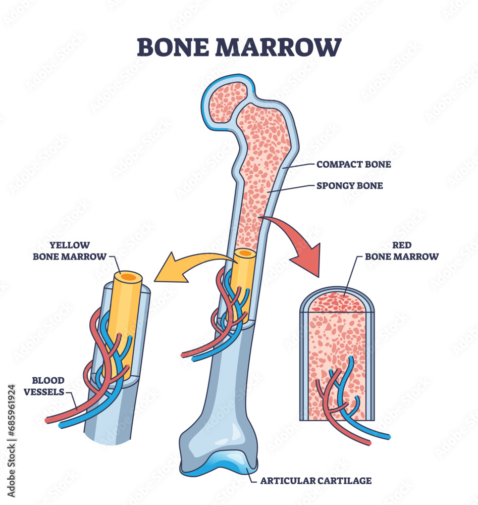 Bone marrow anatomy for red blood cells production outline diagram ...
