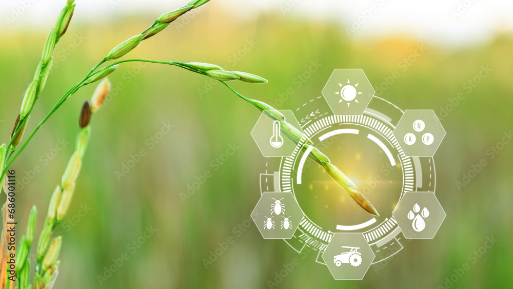 Rice seedlings field with infographics Smart farming and precision ...
