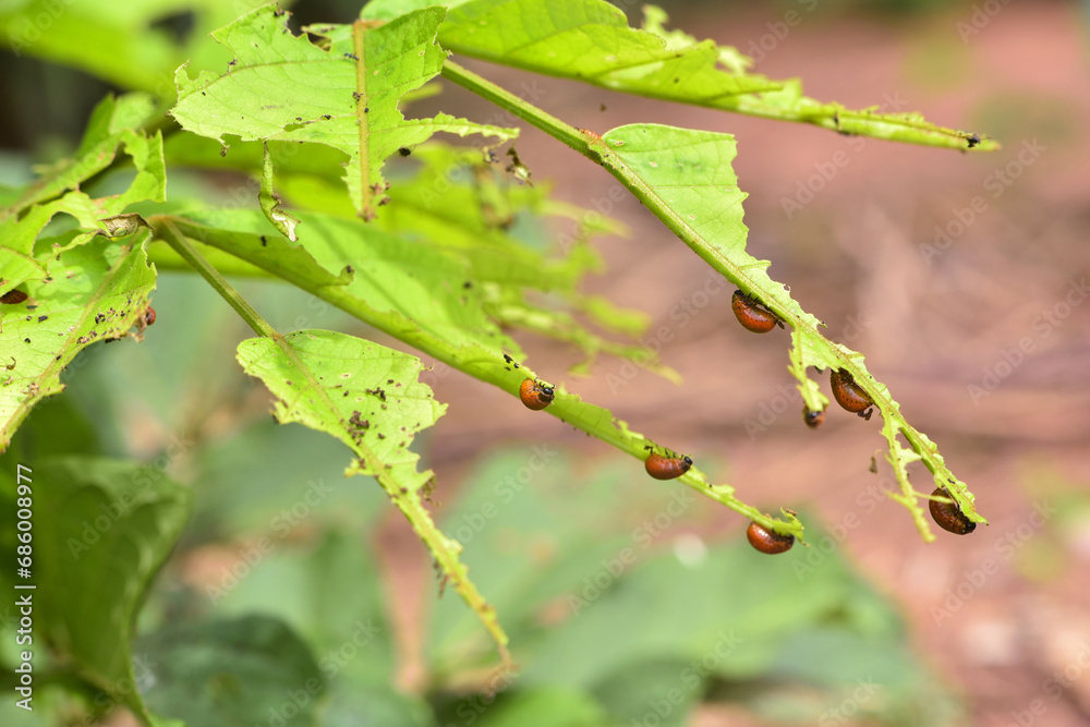 Young asian lady beetles (ladybug, ladybird) biting the green foliage ...