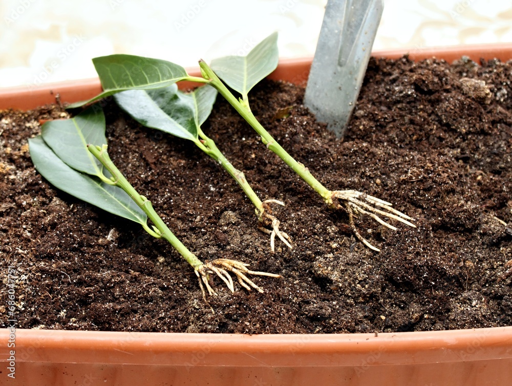 Vegetative reproduction in plants of cherry laurel, lat. Prunus ...