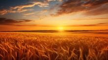 Wheat Grass Sunset Free Stock Photo - Public Domain Pictures