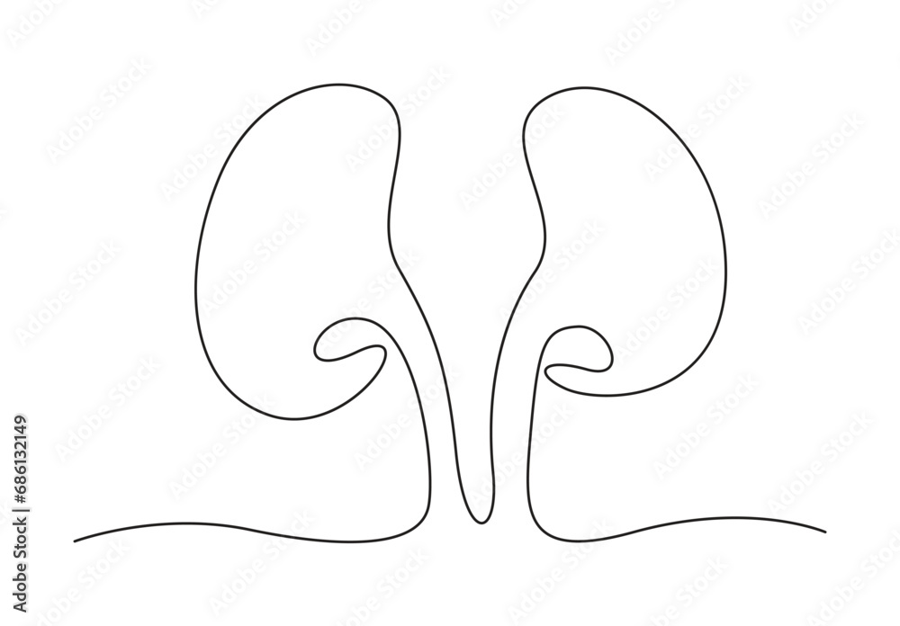 Human kidneys with ureters one line art. Continuous line drawing of human kidney, internal ...