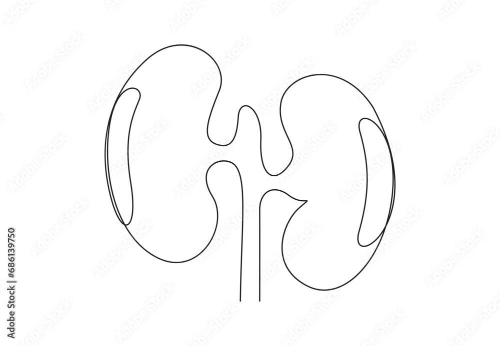 Continuous single line drawing of human kidneys. Isolated on white ...