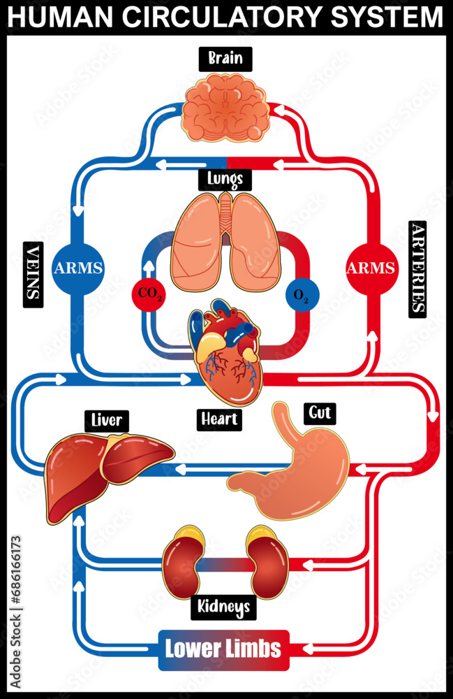 Human circulatory system vector illustration, diagram, blood vessels ...