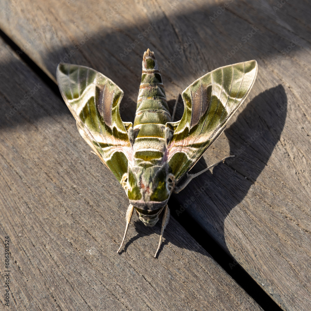 Callambulyx tatarinovii, or unmonsuzume in Japanese, is a moth of the ...