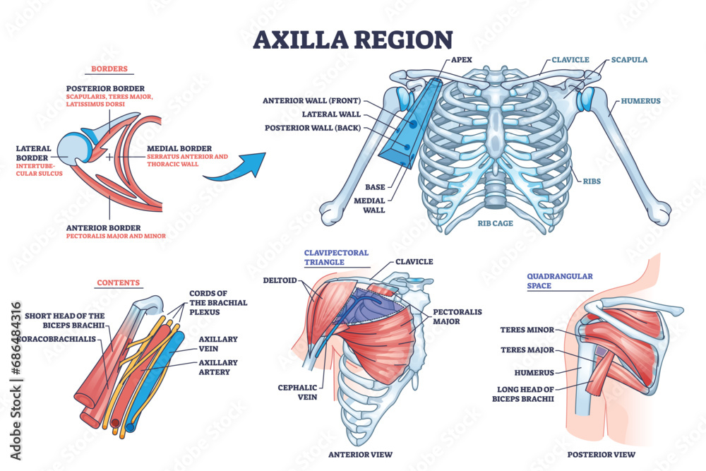 Axilla region anatomy with skeletal or muscular structure outline ...