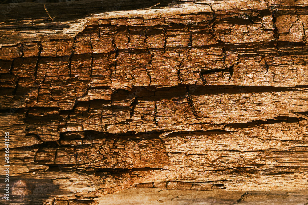 decorative wood structure with fibers, parts of the tree trunk ...