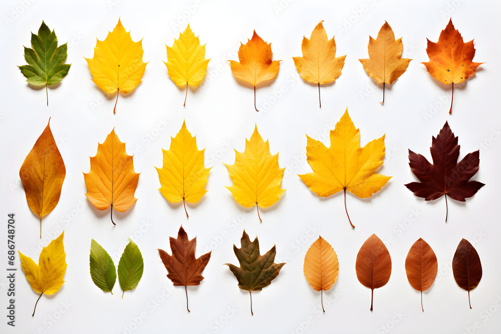 Set of photos of leaves, autumn, various types of leaves, white ...