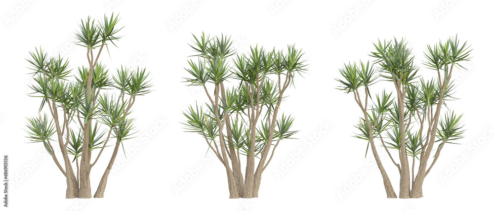 Evergreen tree of yucca gigantea on transparent background, png plant ...