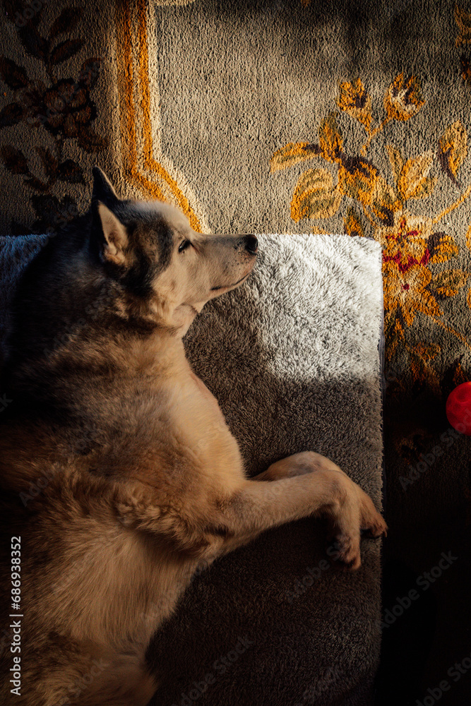 siberian husky dog with injured leg laying on dog bed with orange ball ...
