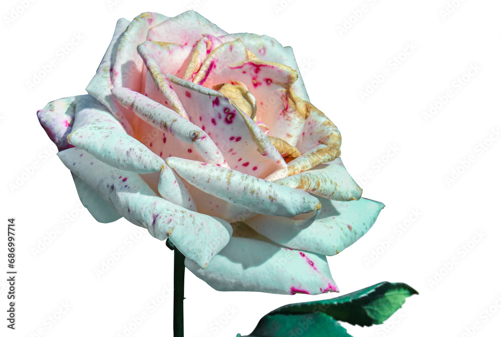 A white rose with tiny red spots on a transparent background. PNG ...