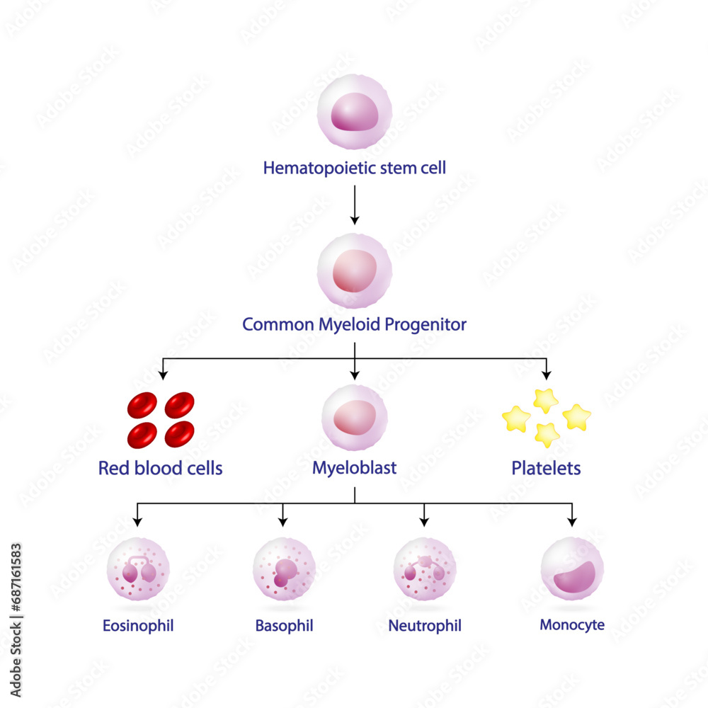 Hematopoiesis cell type scheme, stem cell, common myeloid progenitor, red blood cells, platelets ...