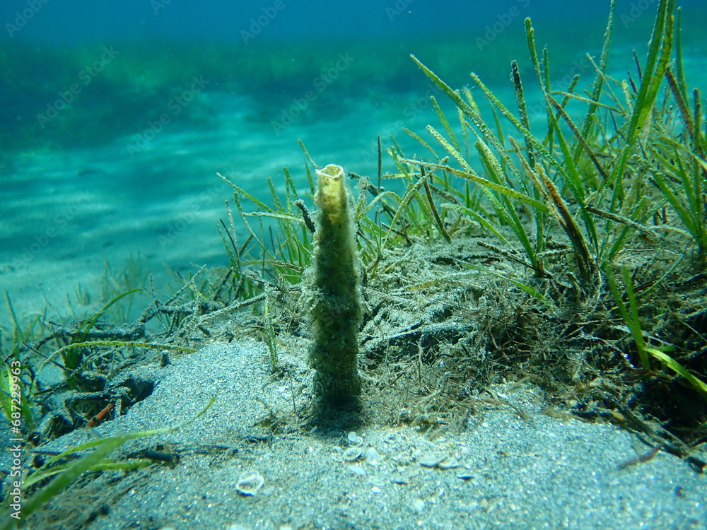 Closed feather duster worm (Sabella sp.) and Neptune grass or ...