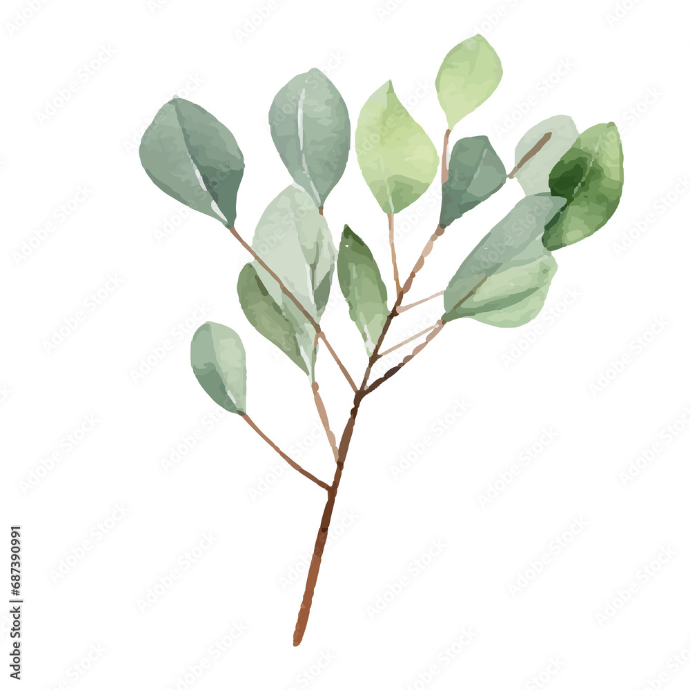 Watercolor Eucalyptus clipart, Eucalyptus leaves, Eucalyptus branches ...