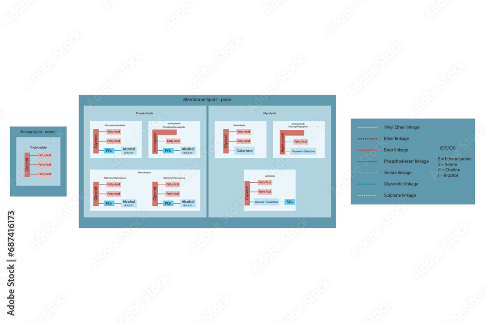 Diagram showing classification of lipids - storage lipids, membrane ...