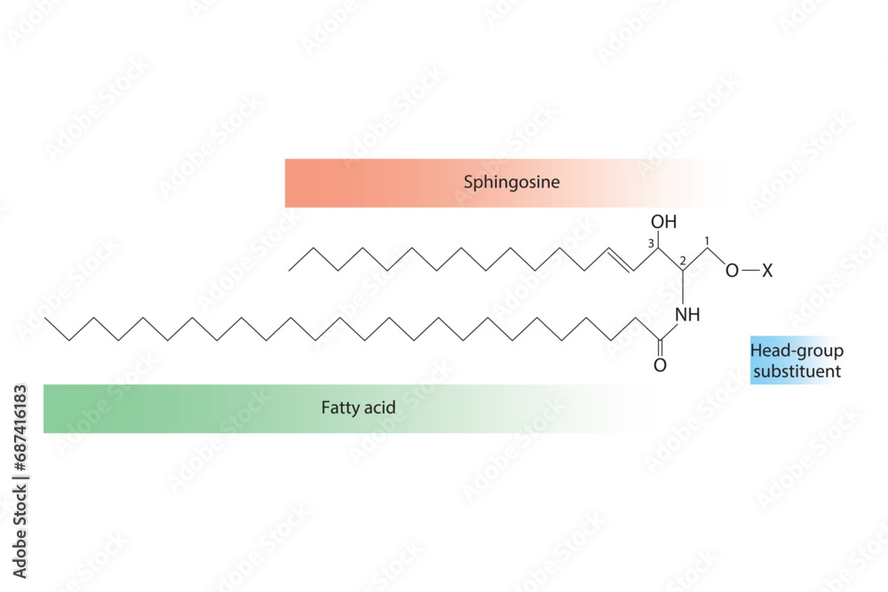 Diagram showing schematic molecular structure of Sphingolipid ...