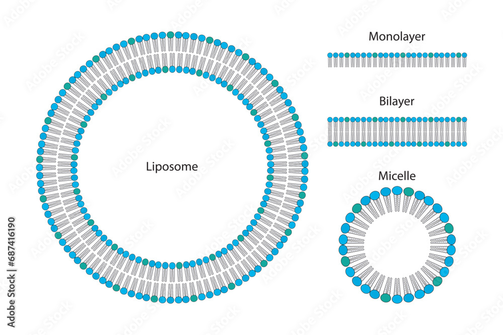 Diagram showing phospholipid structures - Liposome, micelle, monolayer ...