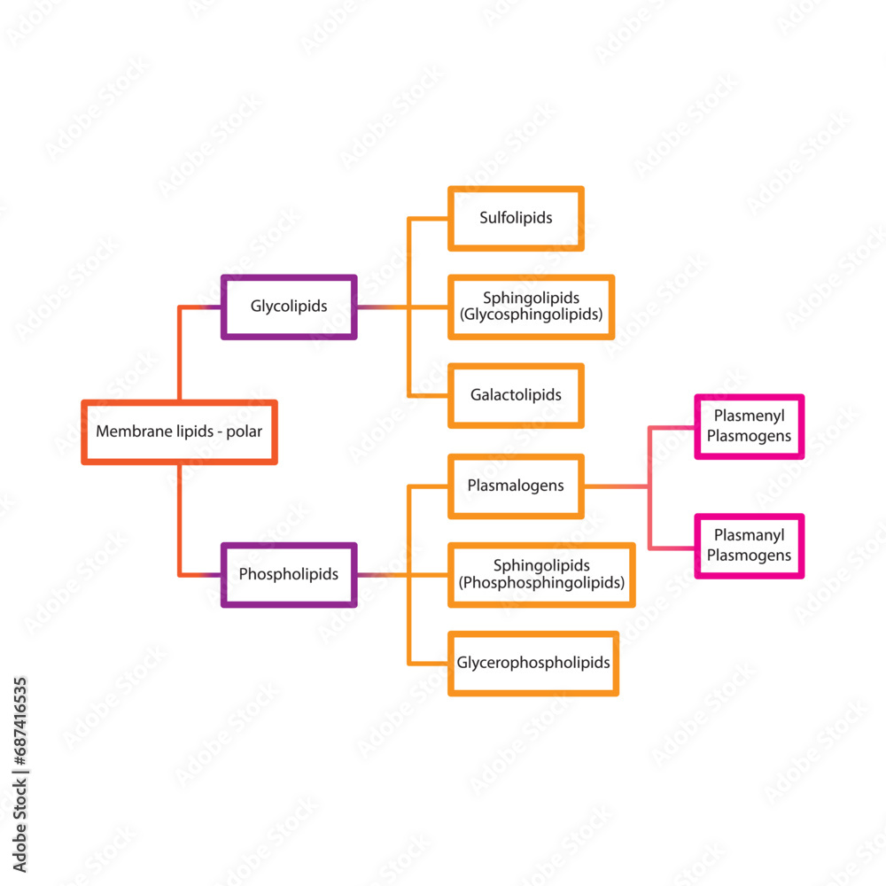 Image vectorielle Stock Diagram showing classification of lipids ...
