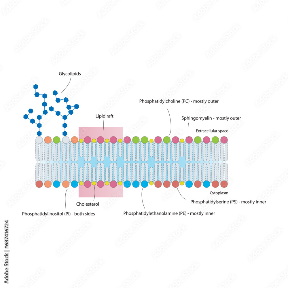 Diagrams showing schematic structure of cytoplasmatic membrane ...