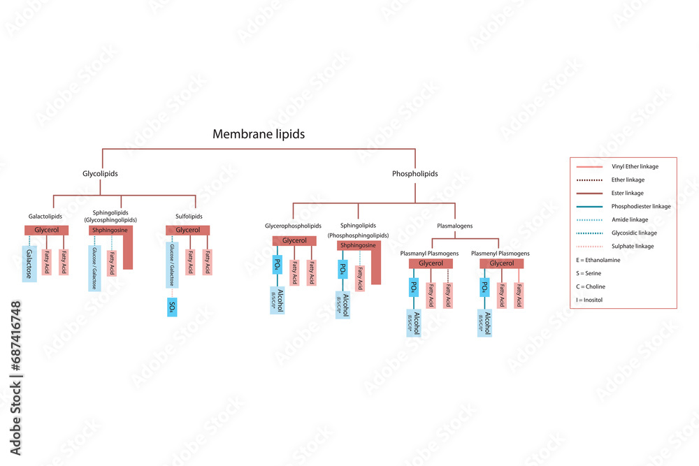 Diagram showing classification of lipids - storage lipids, membrane ...