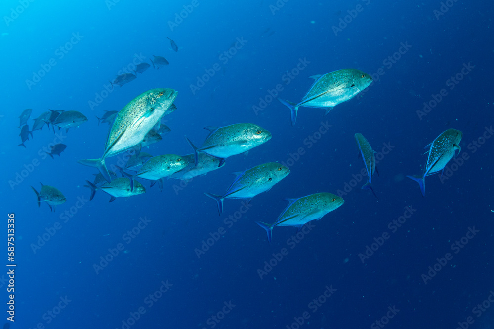 A shoal of the bluefin trevally / bluefin jack / bluefin kingfish ...