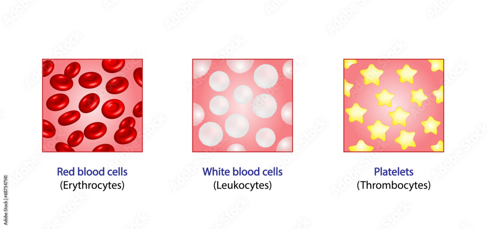 Blood Composition. Red Blood cells, erythrocytes, platelets ...