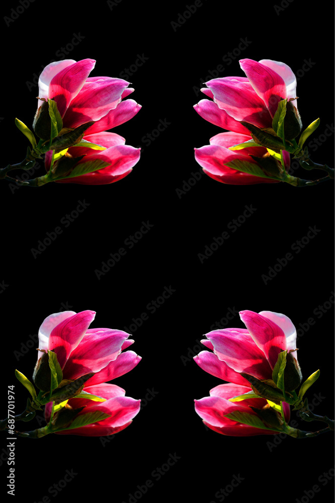 Magnolia tree flower is a large genus of about 210 flowering plant ...