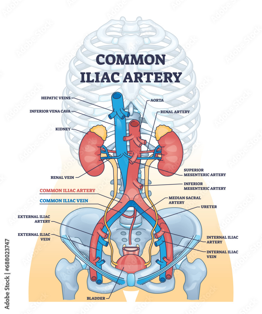 Vector de Stock Common iliac artery as aorta towards the pelvic region ...