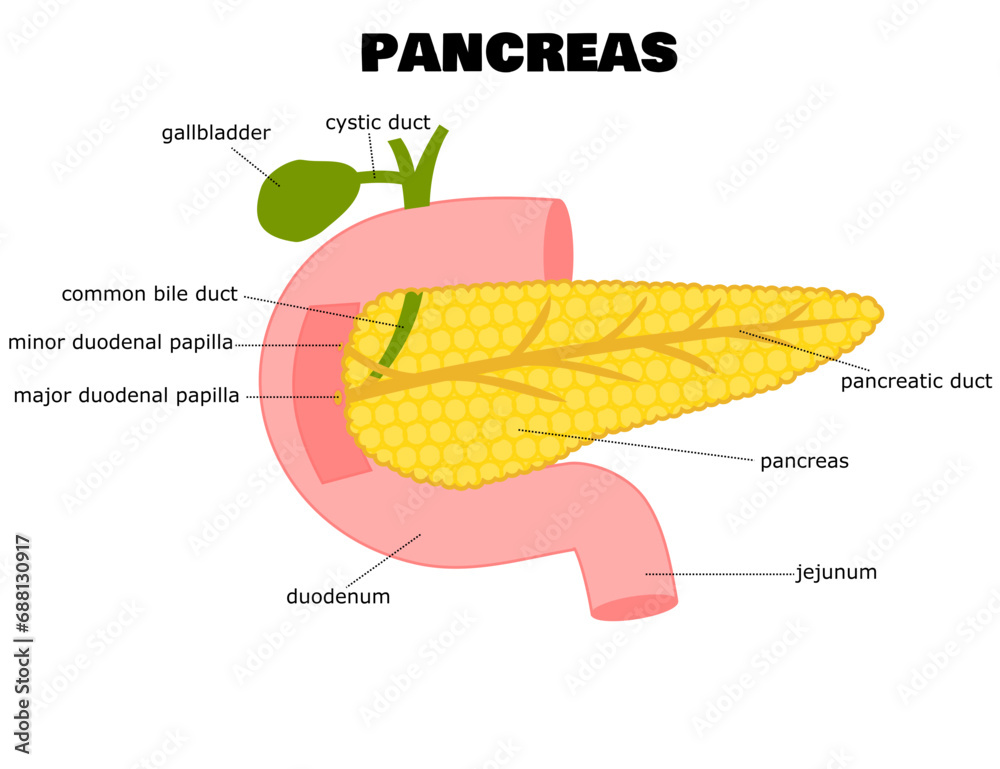 Pancreas anatomy.Internal organs.Digestive enzymes.Human body.Medical ...