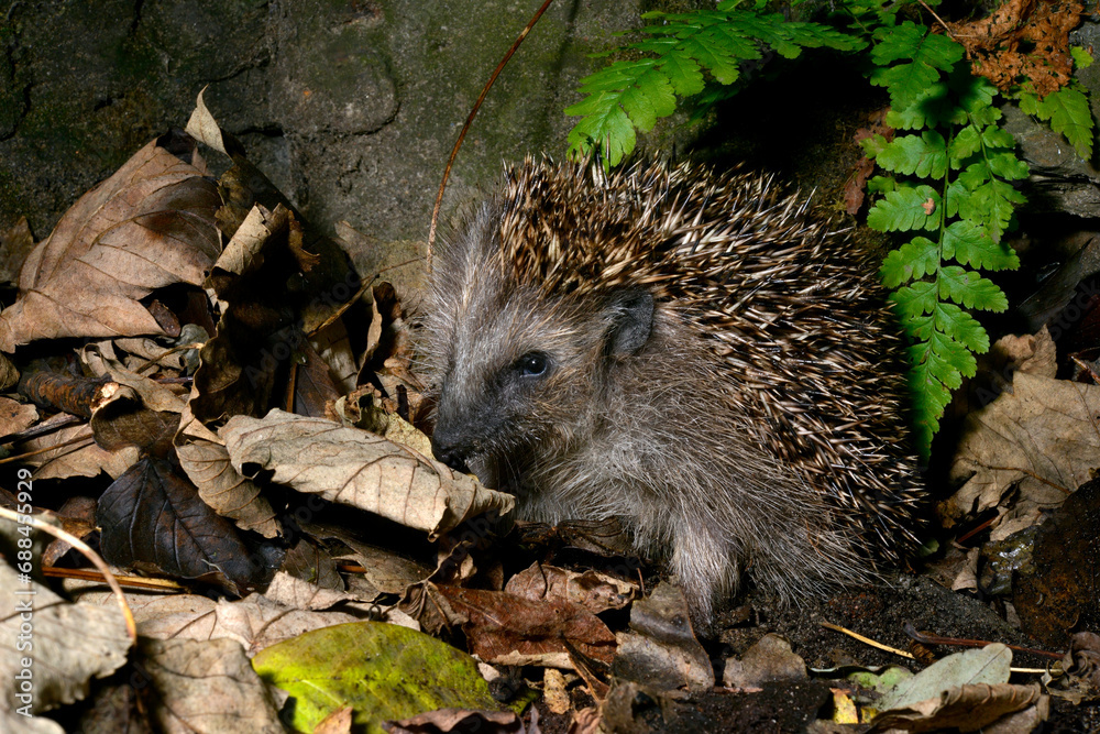 Europäischer Igel (Erinaceus europaeus) - Braunbrustigel ...