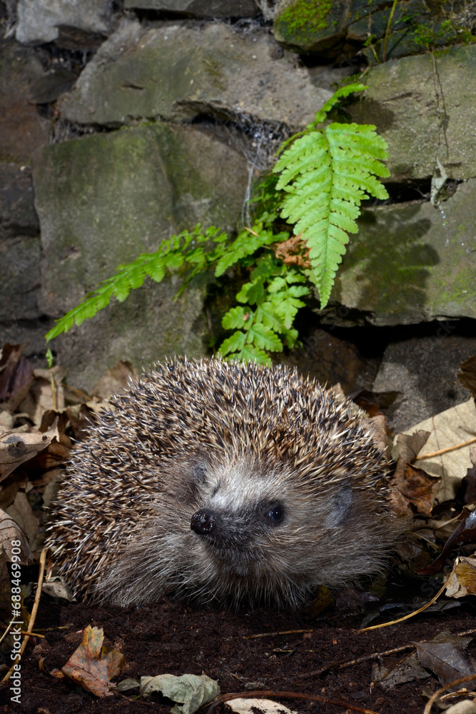 Europäischer Igel (Erinaceus europaeus) - Braunbrustigel ...